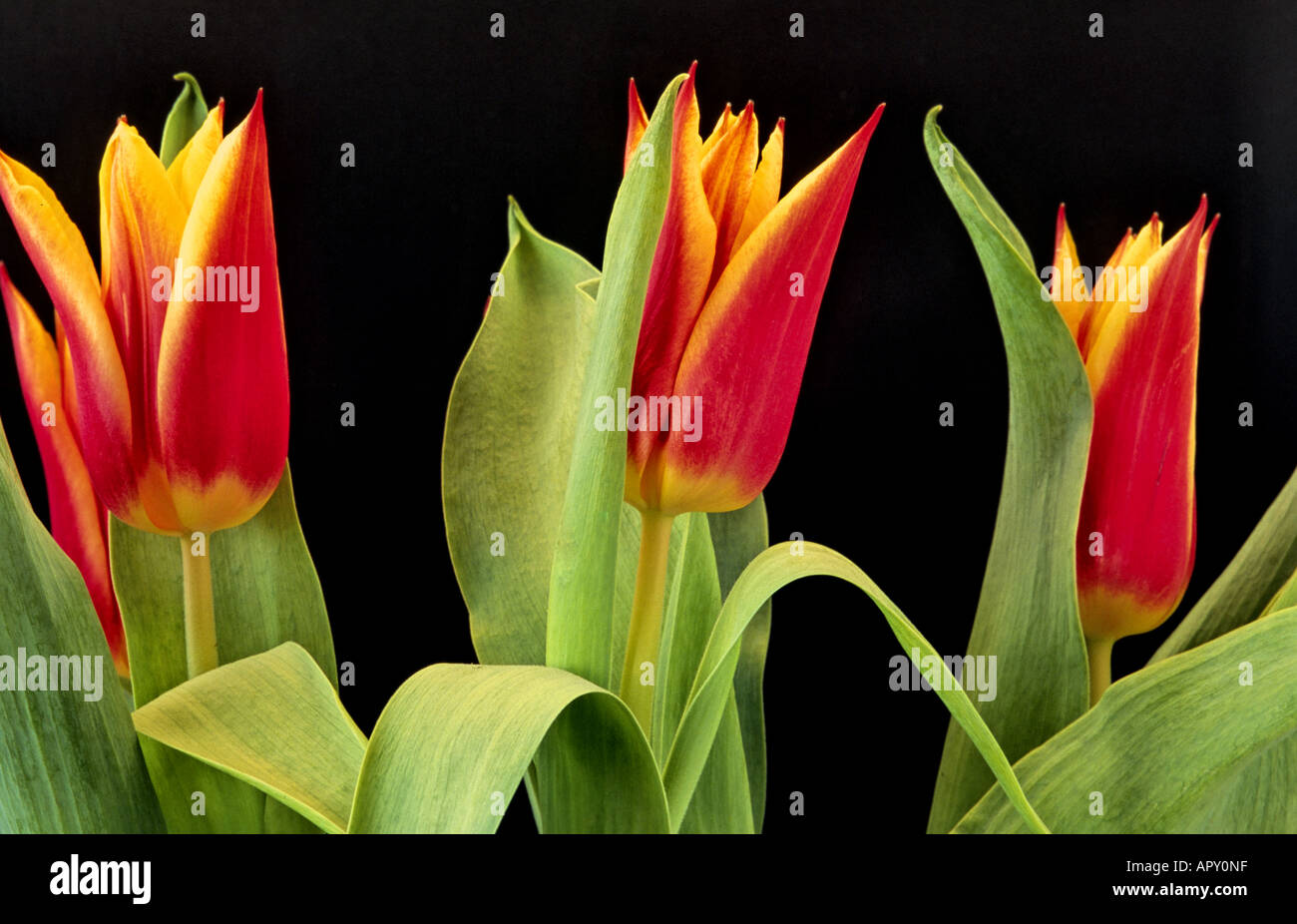 Flame tulips hi-res stock photography and images - Alamy