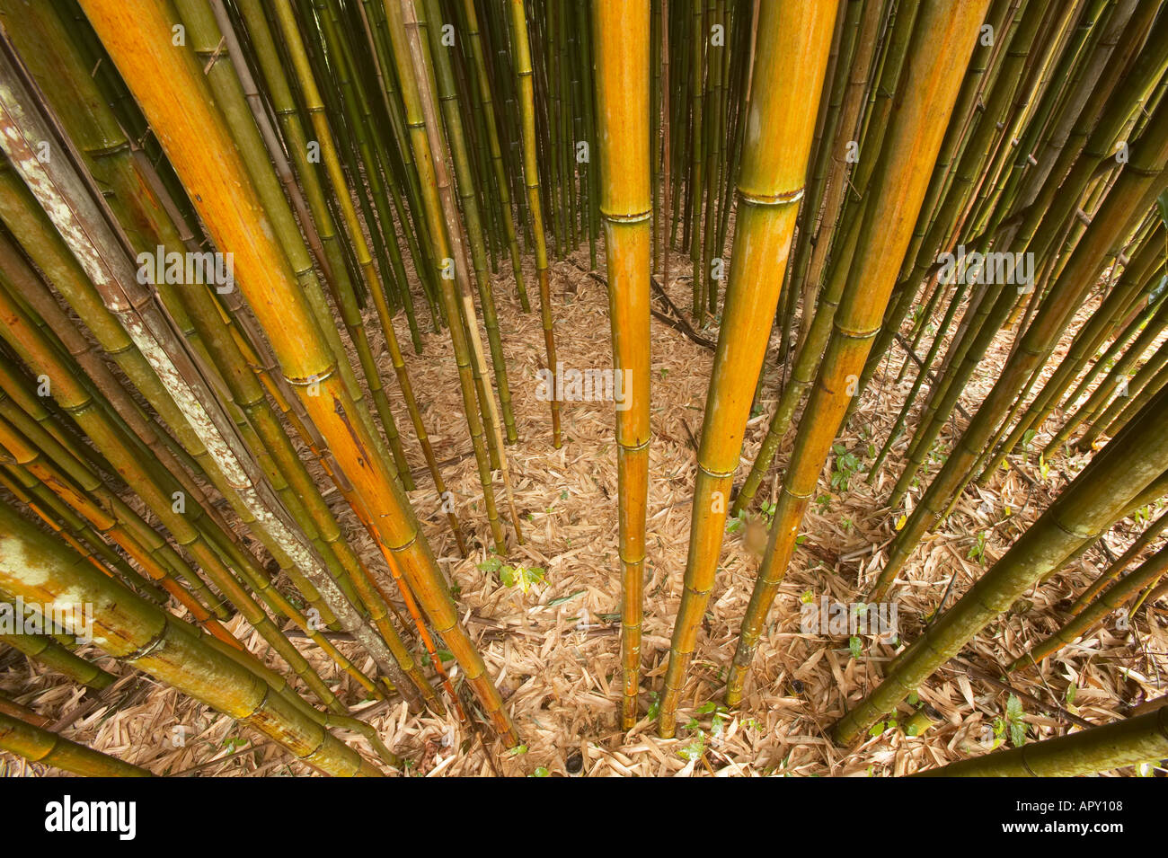 Cane Break Bamboo Tennessee Stock Photo - Alamy