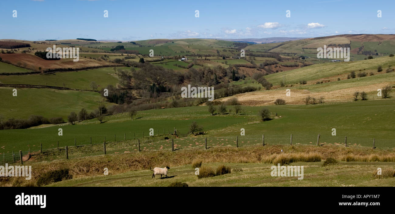 brecon beacons national park rural welsh landscape with sheep grazing ...