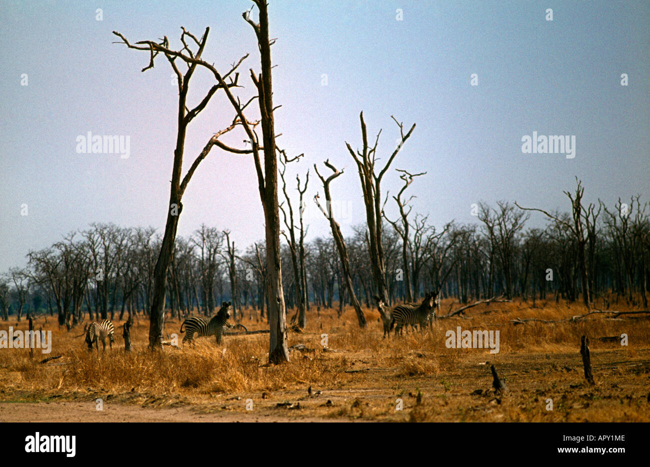 Zambia deforestation hi-res stock photography and images - Alamy