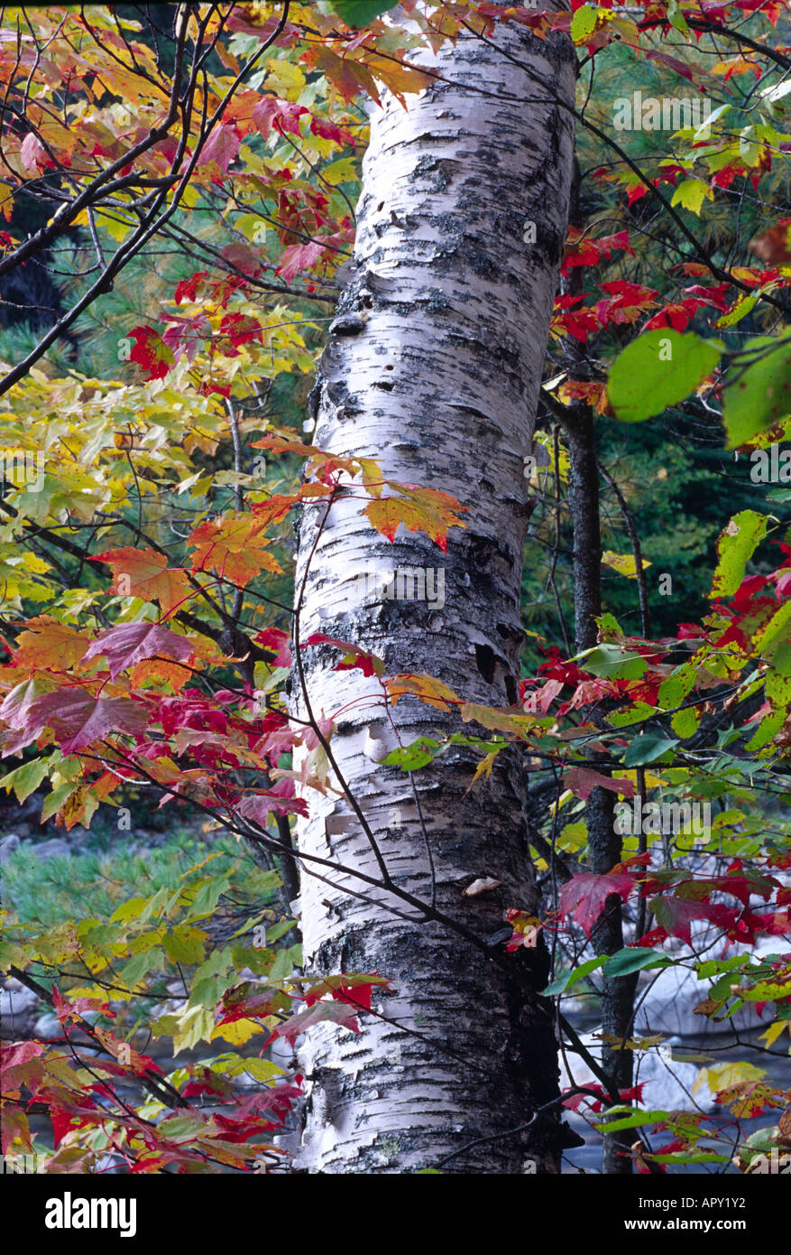 Fall birch tree Stock Photo - Alamy