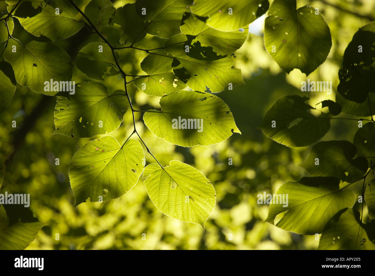 Patterns of green leaves and dappled sunlight Stock Photo - Alamy