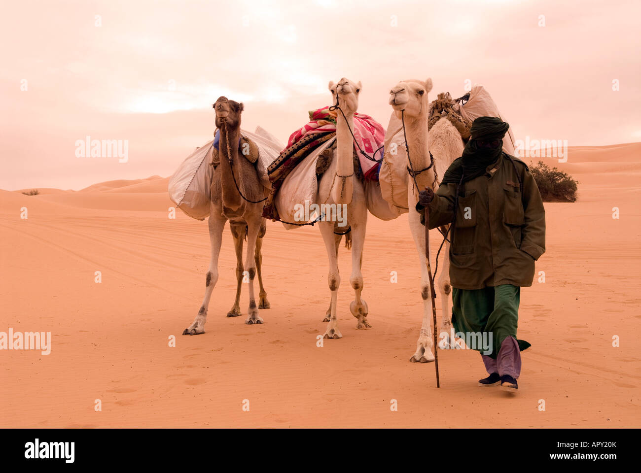 Tuareg sahara desert libya hi-res stock photography and images - Alamy