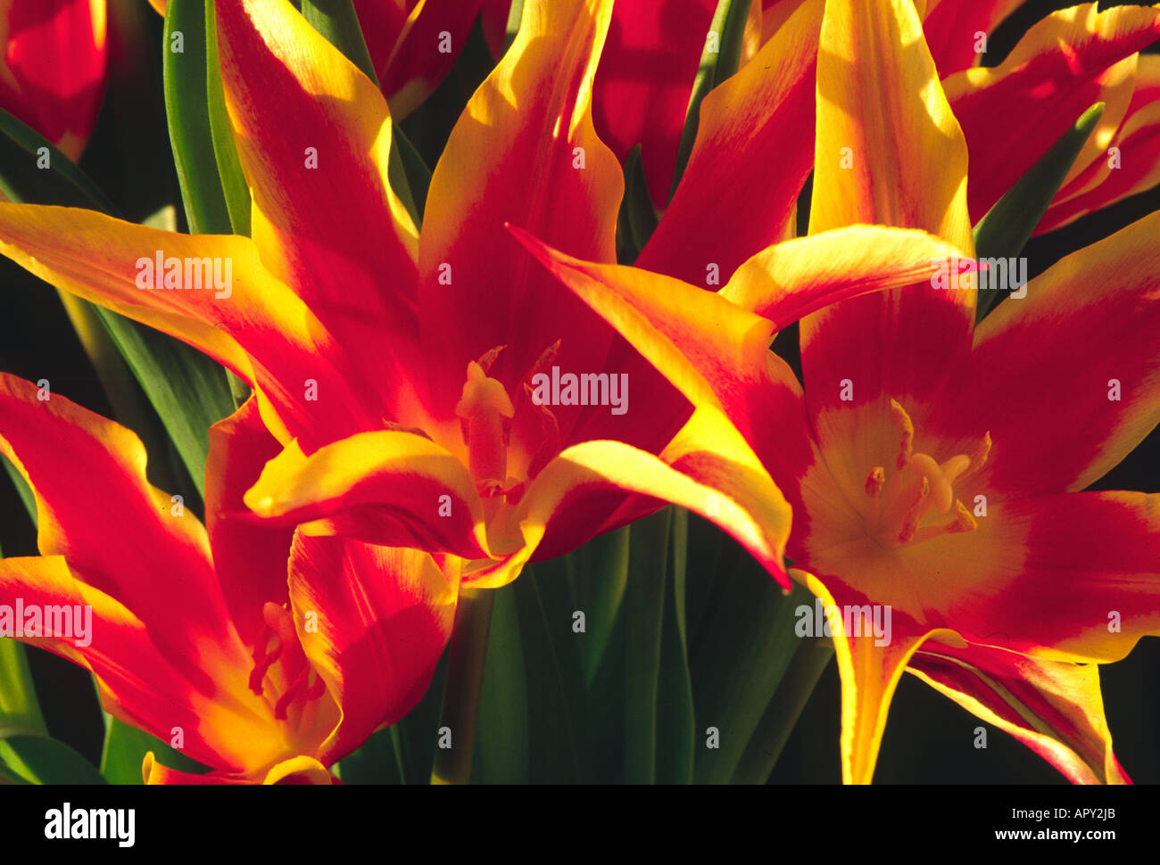 Flame tulips hi-res stock photography and images - Alamy