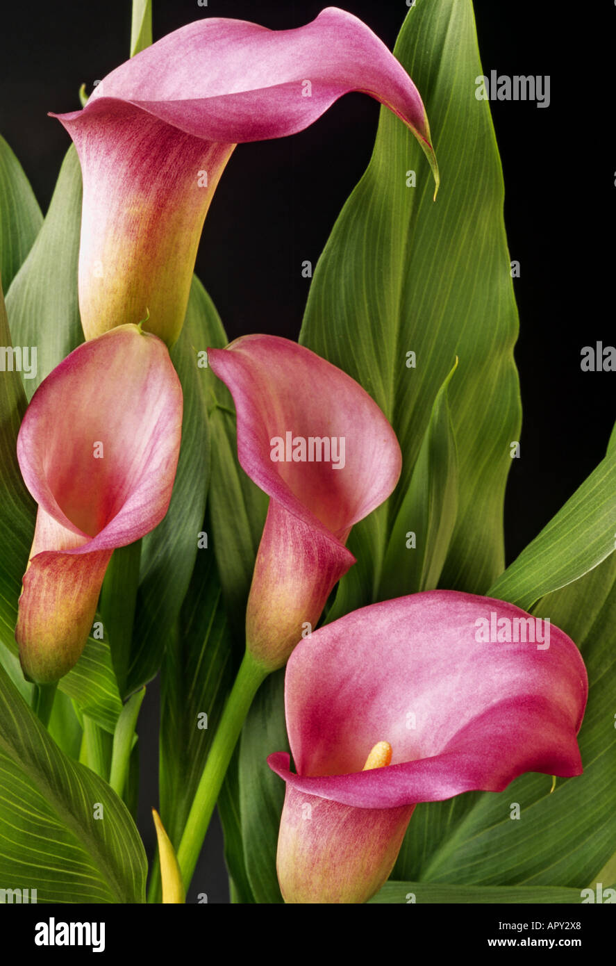 Pink Calla lilies Stock Photo - Alamy