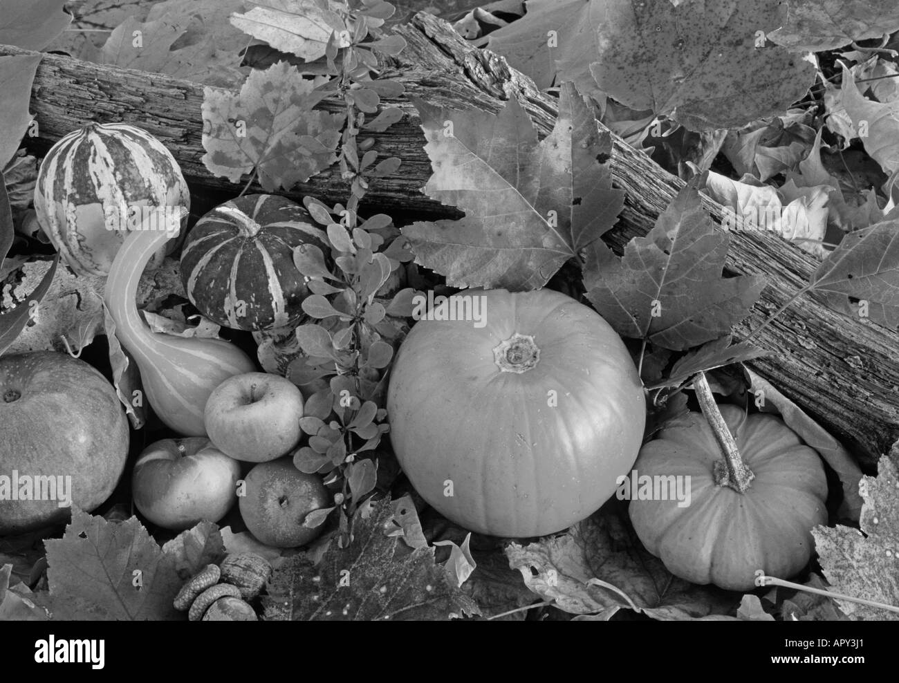 Fall still life in black and white Stock Photo - Alamy