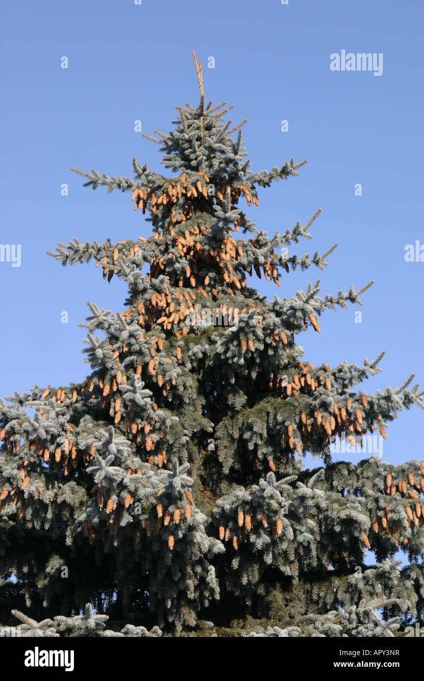 Top of a pine tree with lots of cones Stock Photo - Alamy