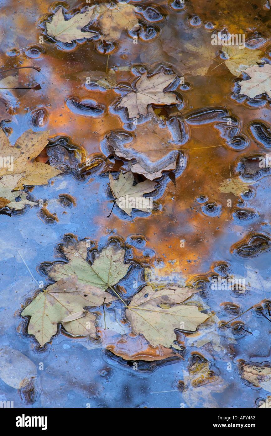 Abstract patterns of fall colored leaves floating in water Stock Photo ...