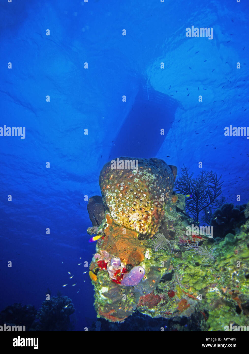 Underwater in the Bahamas Stock Photo - Alamy