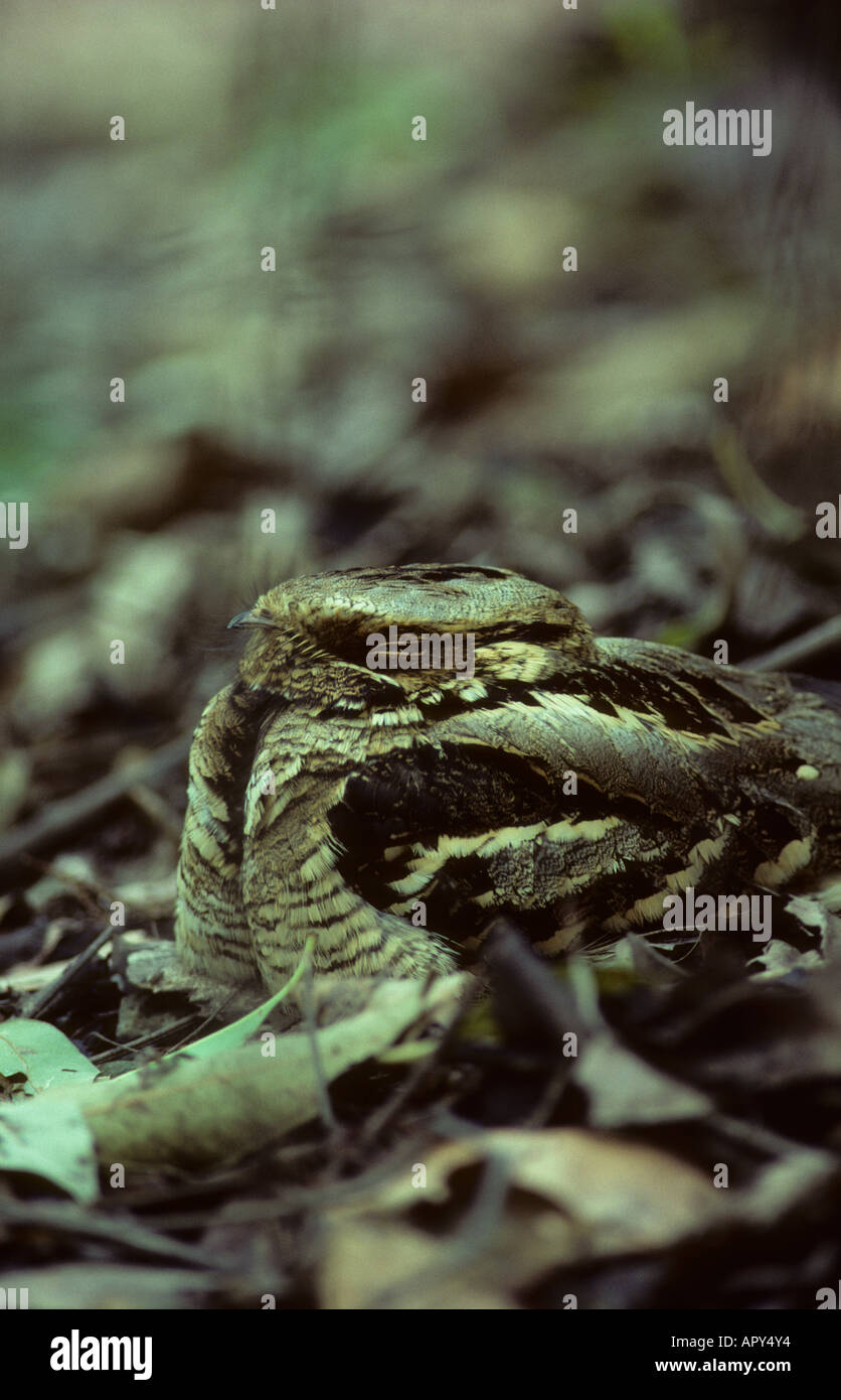 INDIAN LARGE-TAILED NIGHTJAR Caprimulgus macrurus, Keoladeo Ghana ...