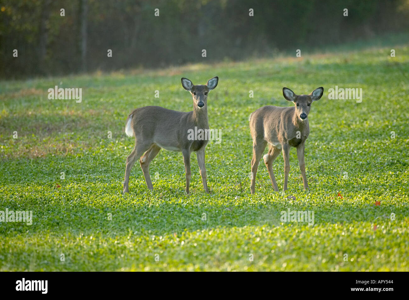 Whitetail deer doe Tennessee Stock Photo - Alamy