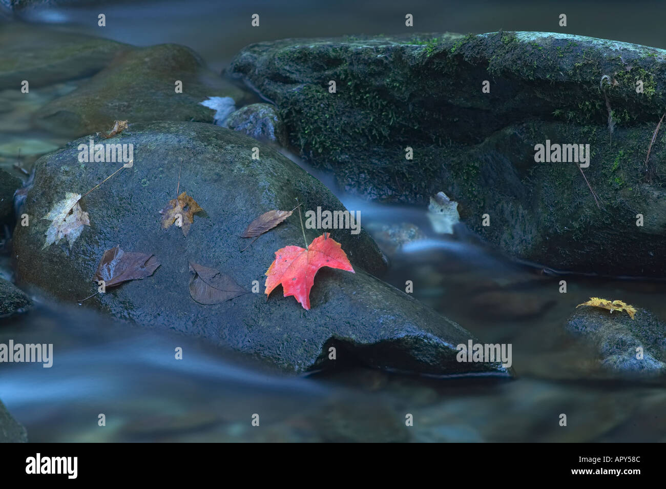 Maple leaf great smoky mountains national park hi-res stock photography ...