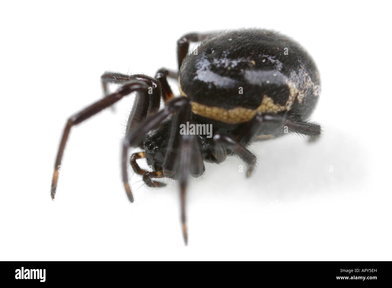 A female Steatoda albomaculata spider, a Cobweb weaver, Theridiidae ...