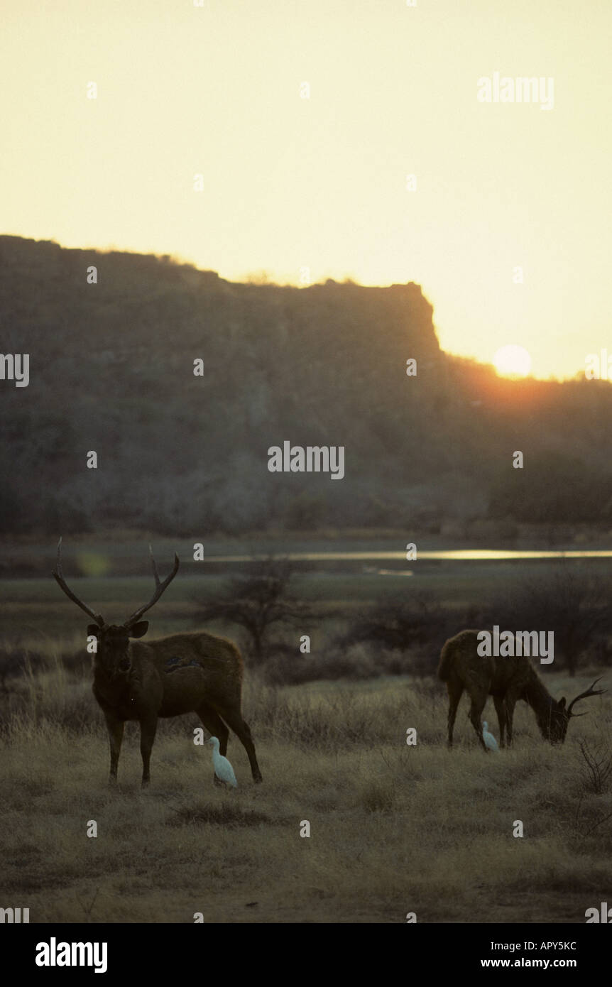 Padam talao hi-res stock photography and images - Alamy