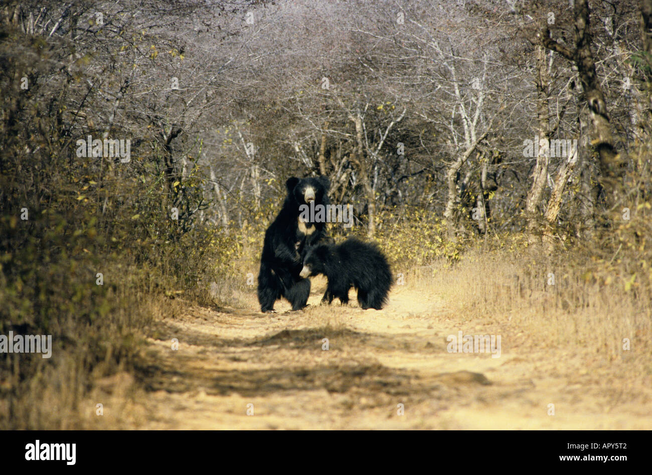 Sloth Bear (Melursus ursinus) adult female with cub Ranthambore ...