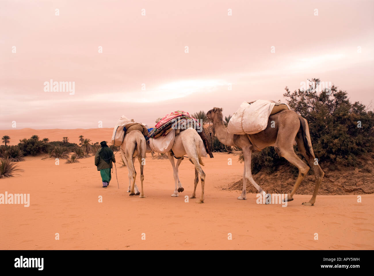Man sahara desert camels hi-res stock photography and images - Alamy