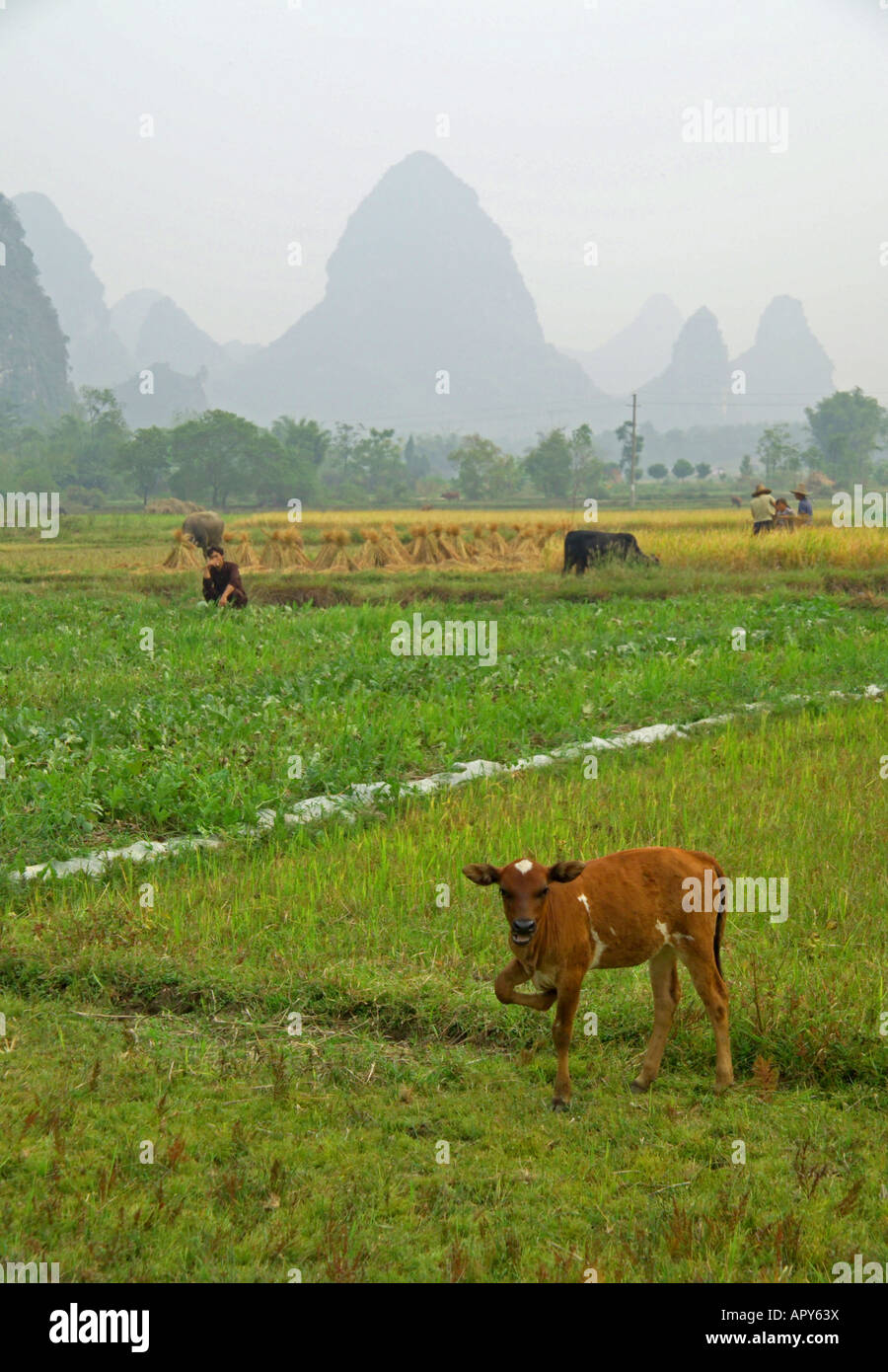 Calf food hi-res stock photography and images - Alamy