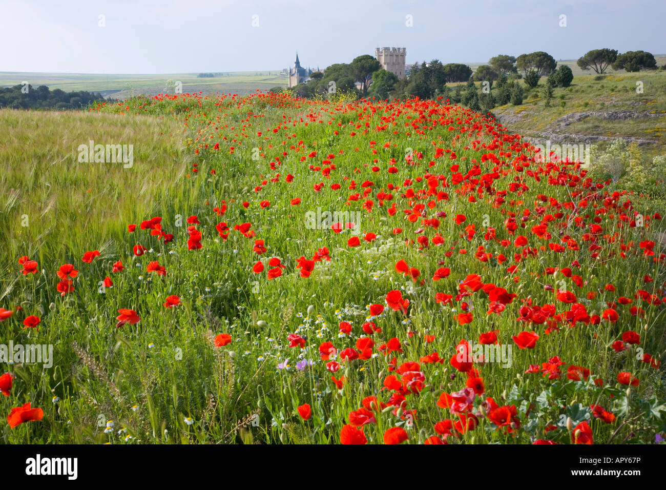 Segovia, Castile and León, Spain. Colourful poppy field, towers and ...