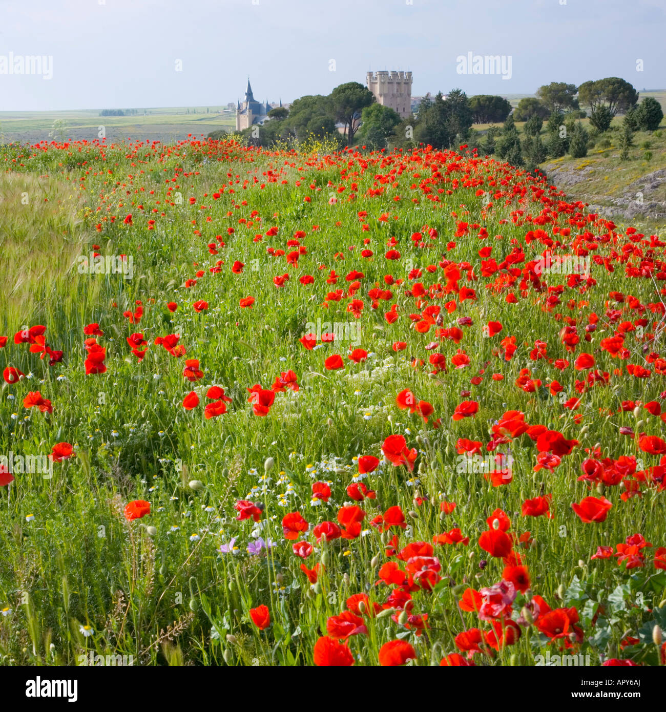 Segovia, Castile and León, Spain. Colourful poppy field, towers and ...