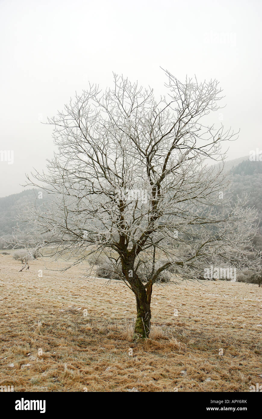 Tree in the winter landscape Stock Photo - Alamy