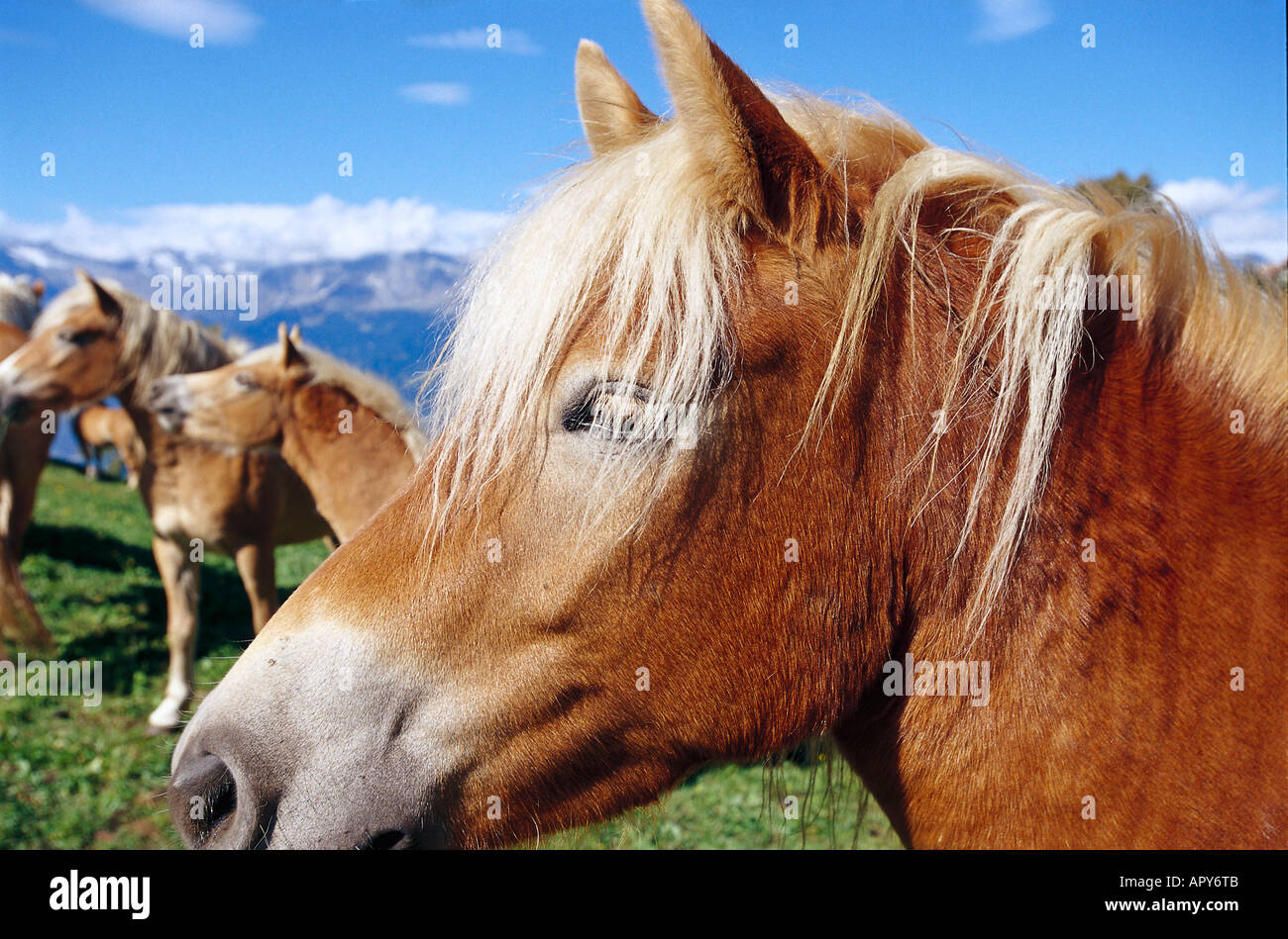 Haflinger Horse, near Hafling South Tyrol, Italy Stock Photo - Alamy