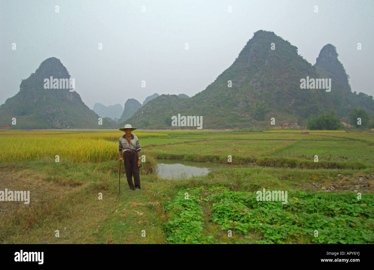 old rice farmer Stock Photo - Alamy