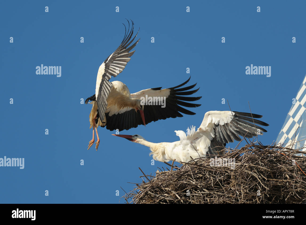 White Storks in Palos de la Frontera, Huelva, Spain Stock Photo - Alamy
