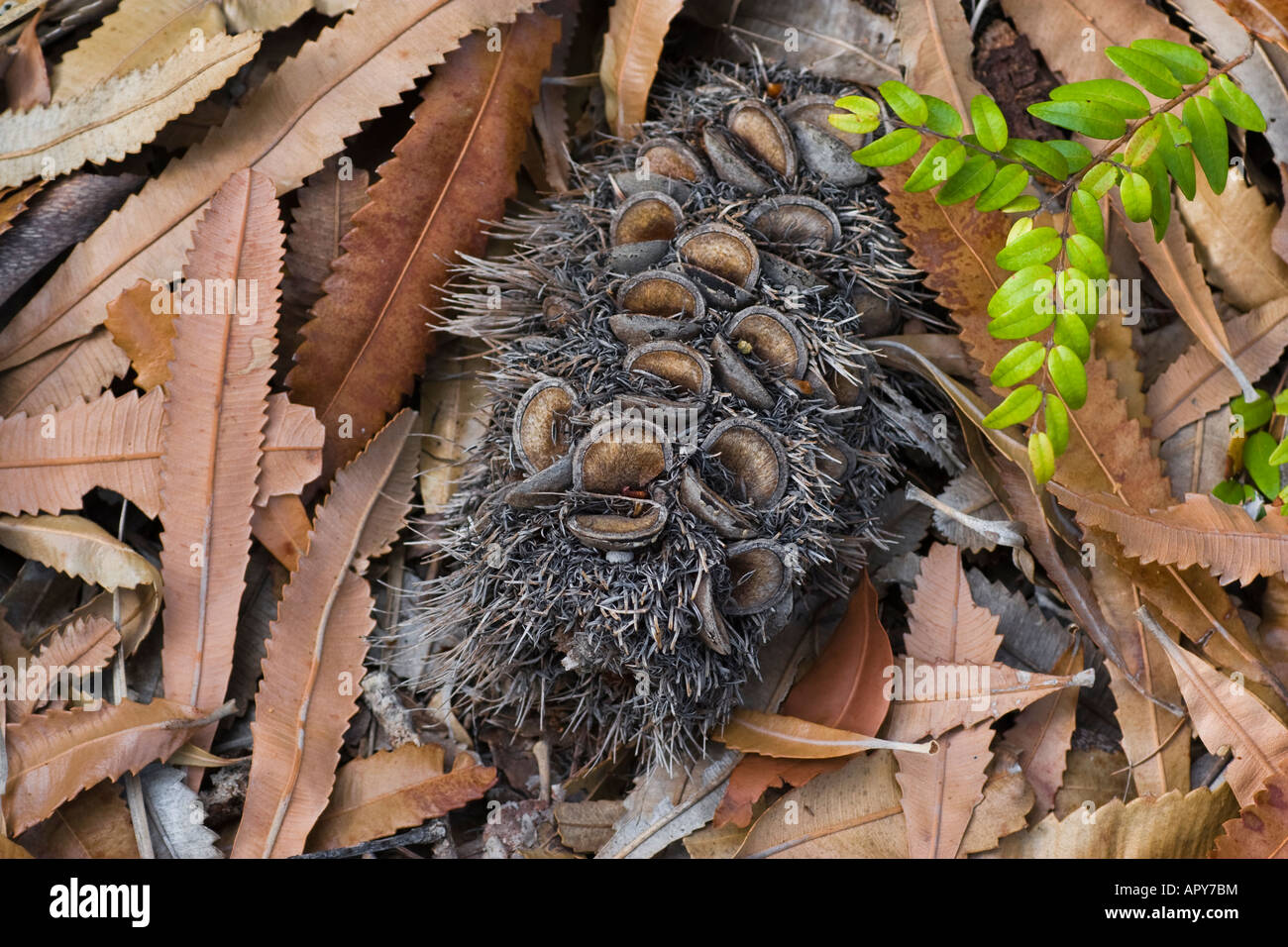 Leaf litter on the forest floor Stock Photo - Alamy