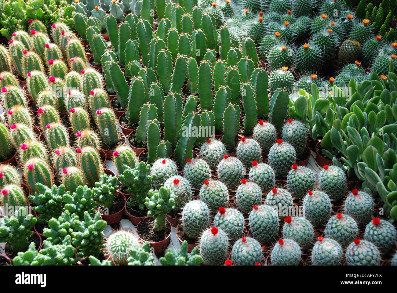 Cacti succulent hi-res stock photography and images - Alamy