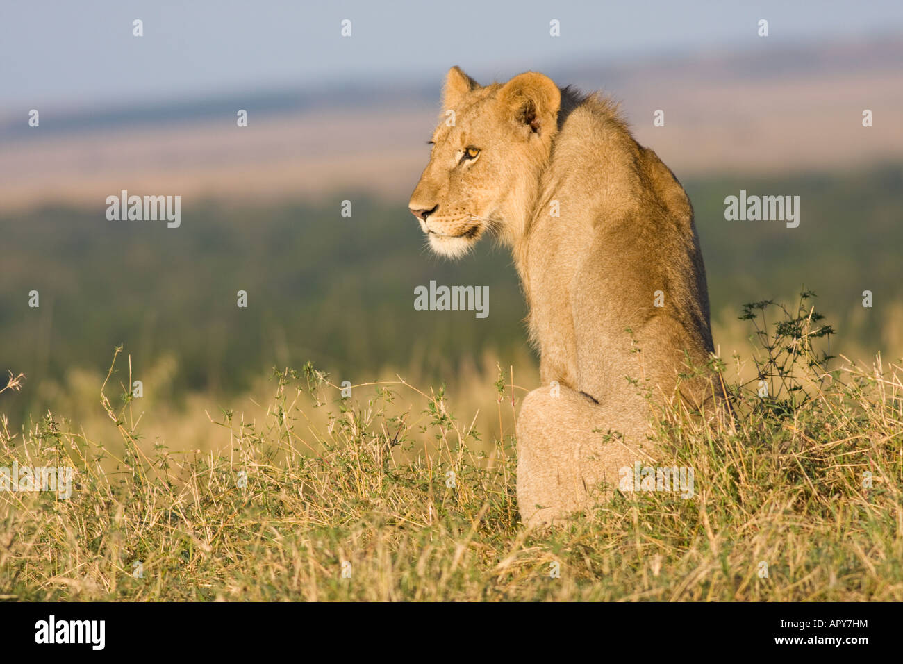 Lion Looking Back at Amber Boniwell blog