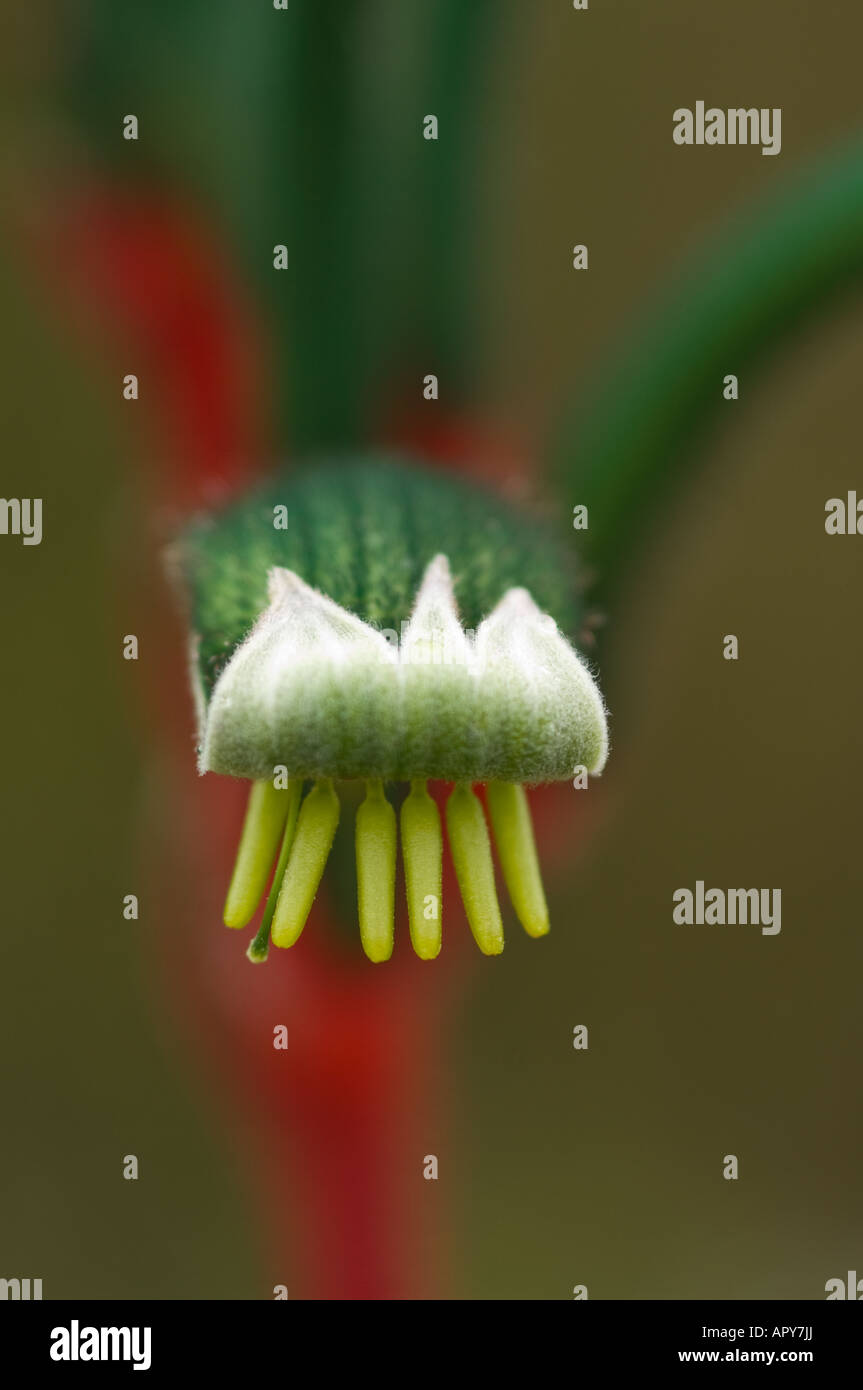 Red and green kangaroo paw Anigozanthos manglessi close up of flower ...