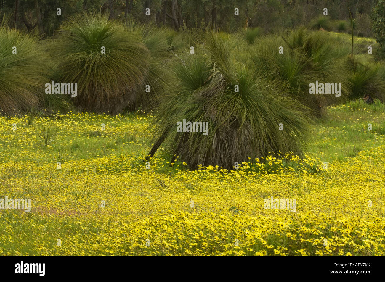 Xanthorrhoea hi-res stock photography and images - Alamy