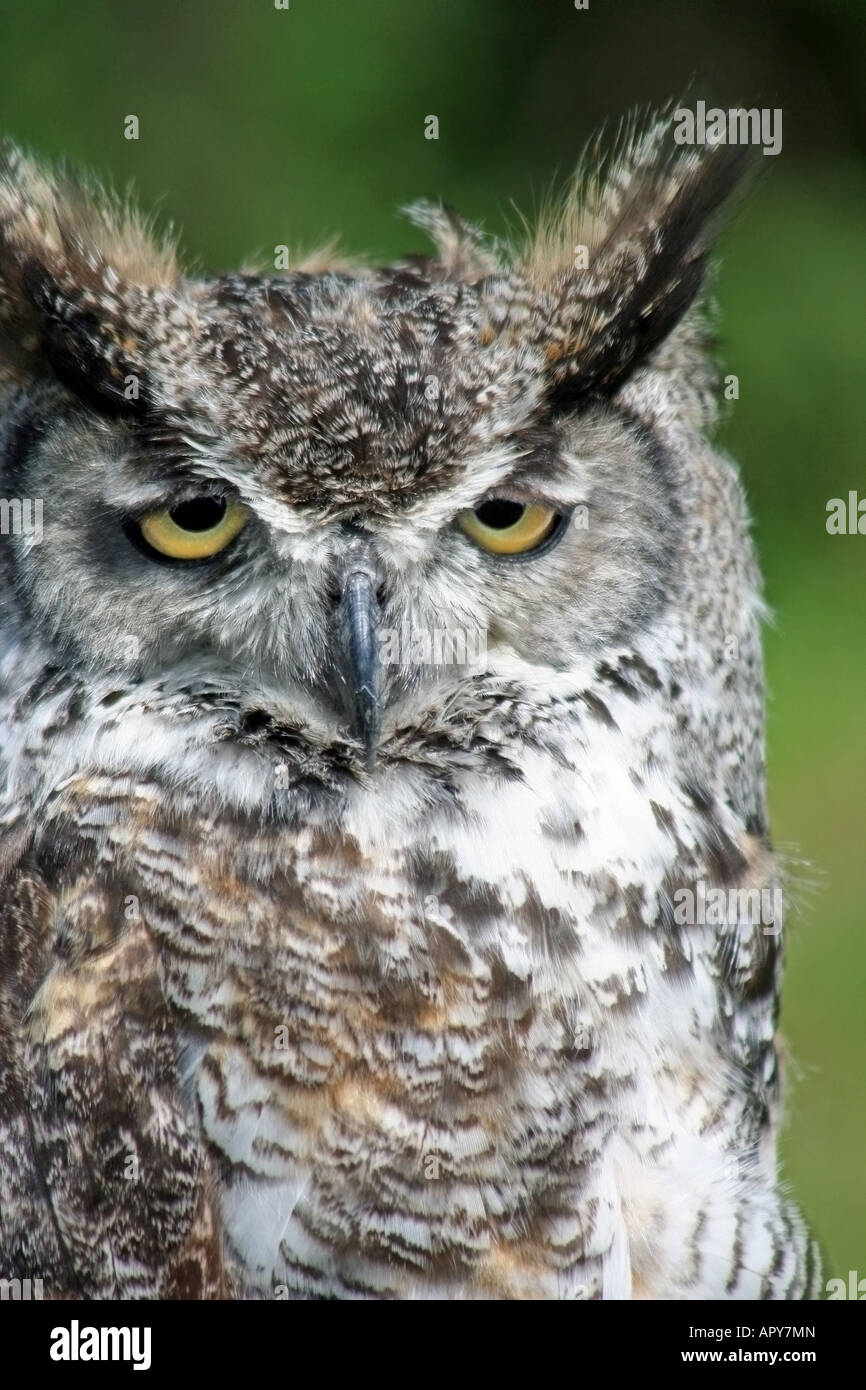 long eared owl Stock Photo - Alamy
