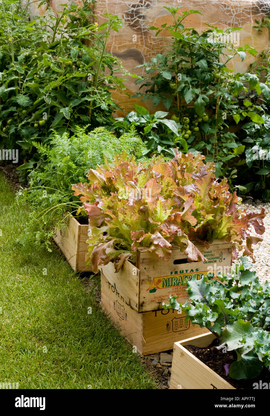 Growing lettuce container hi-res stock photography and images - Alamy