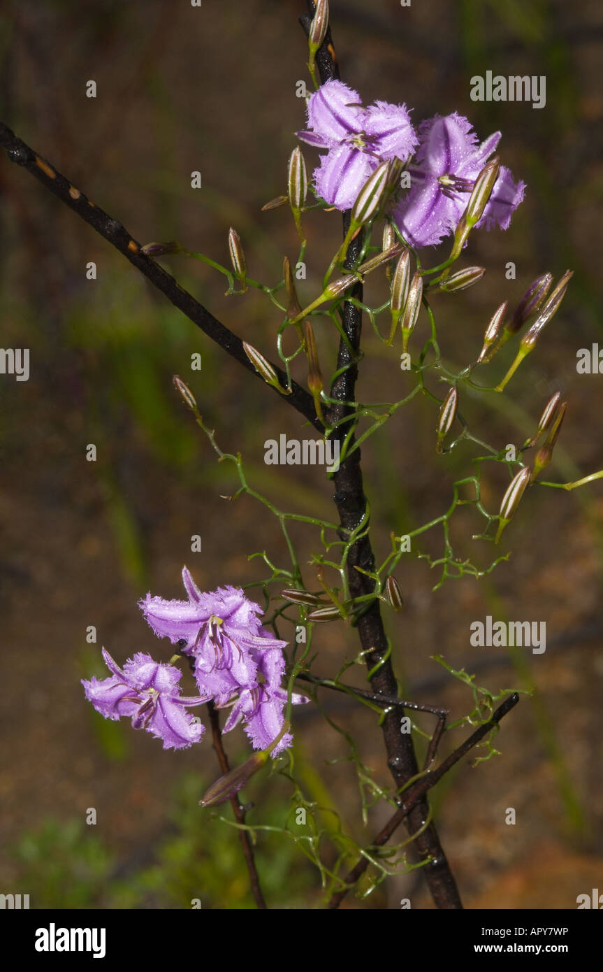Twining Fringed Lily Thysanotus patersonii flowers Gooseberry Hill ...