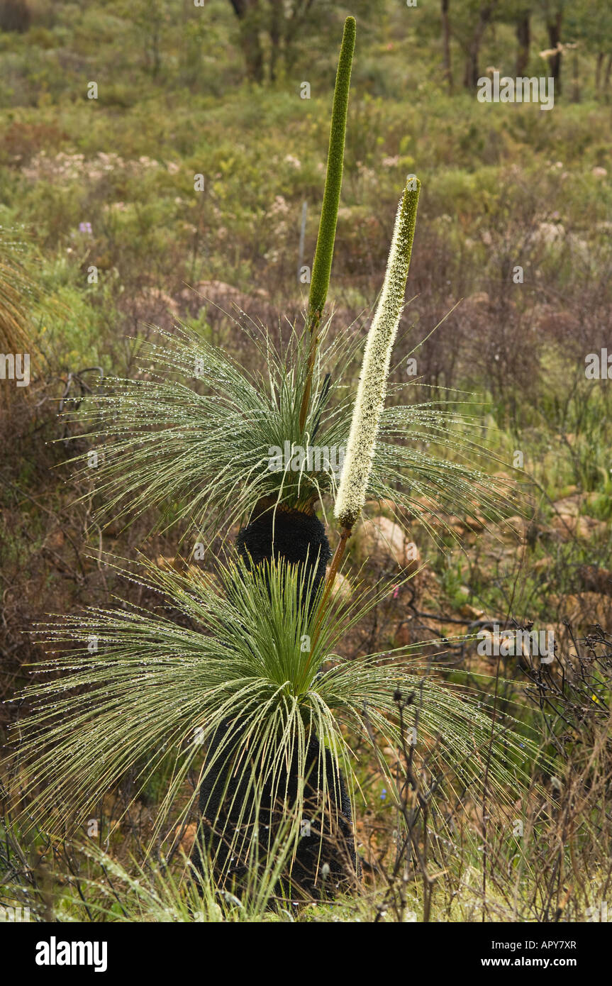 Grass tree Blackboy Xanthorrhoea platyphylla Xanthorrhoeaceae flowes ...