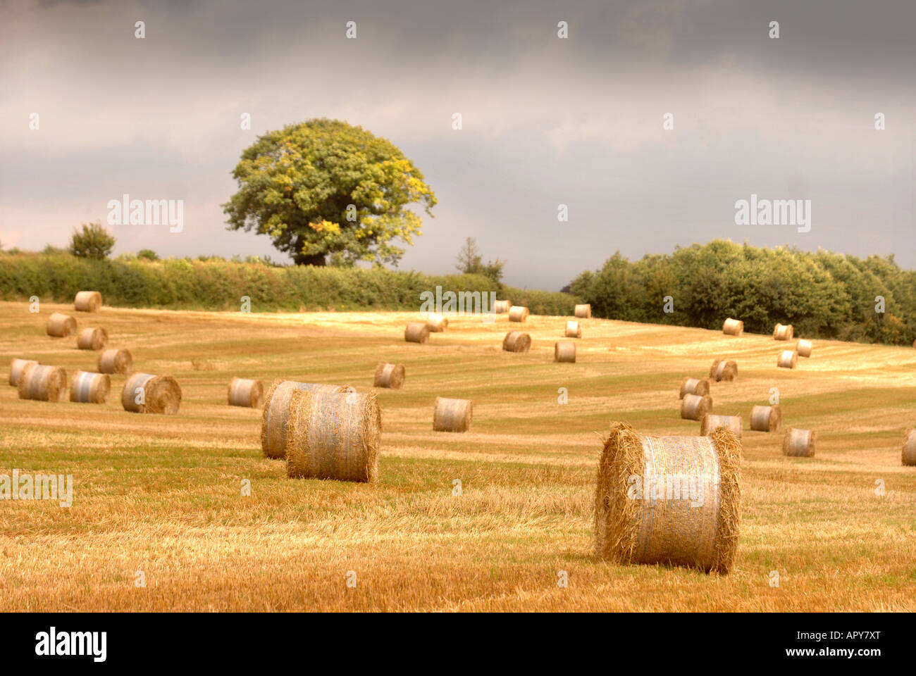 ROUND HAY BALES IN BRITISH FARMLAND WITH RAIN CLOUDS LOOMING OVERHEAD ...