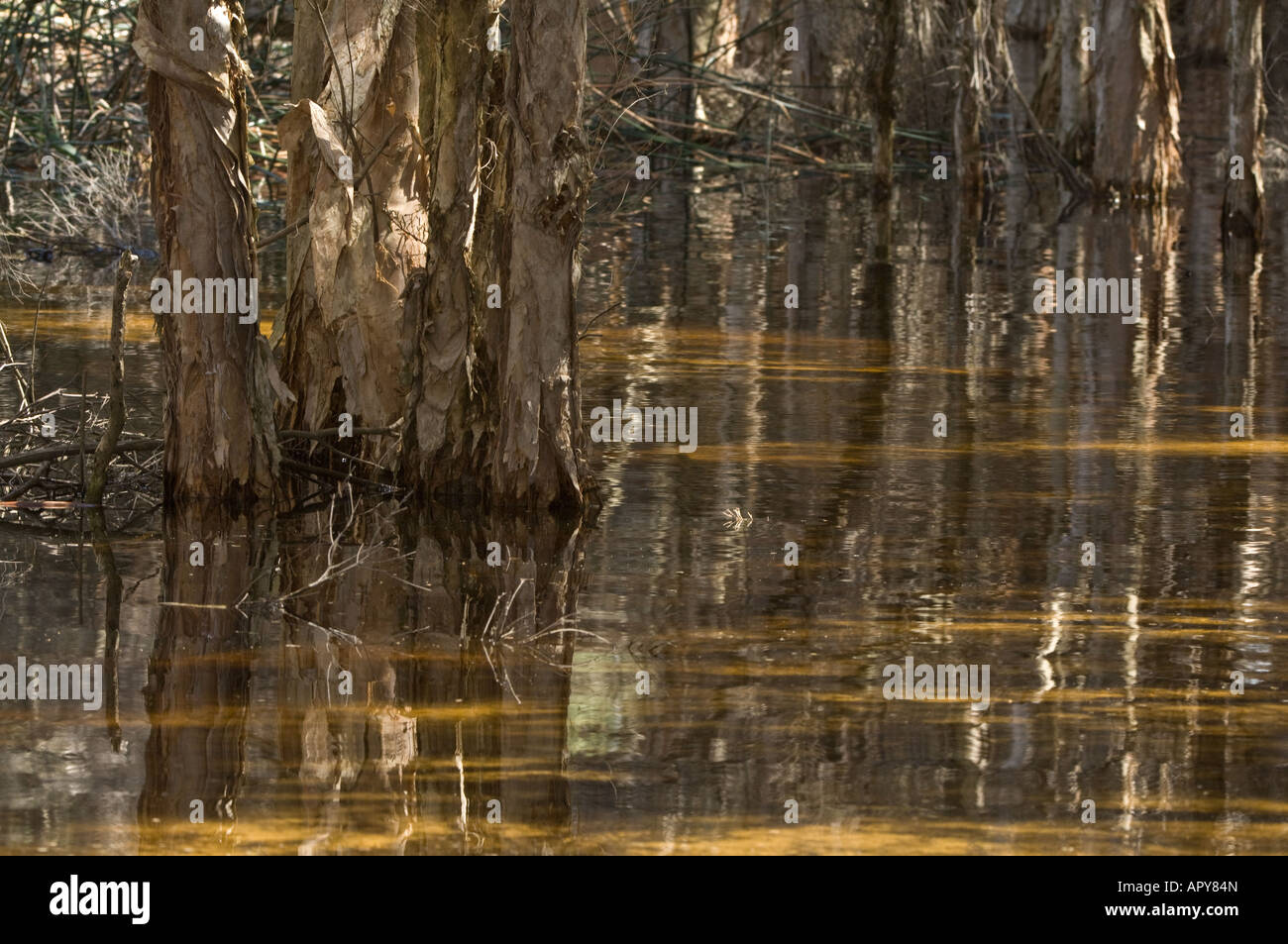 Swamp Paperbark (Melaleuca rhaphiophylla) trees standing in water at ...