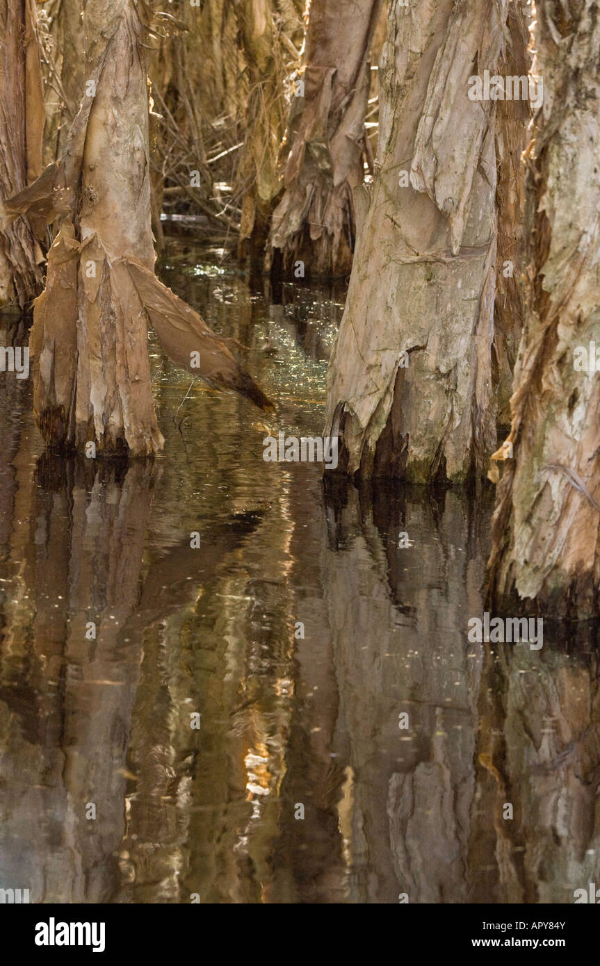 Australian swamp plants hi-res stock photography and images - Alamy