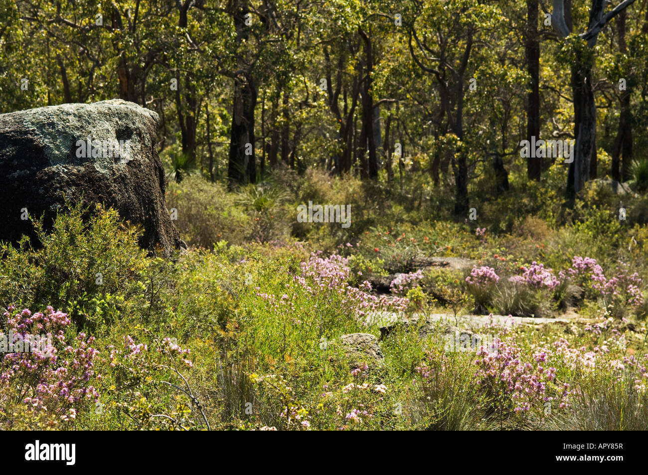 Granite outcrop with flowering habitat John Forest National Park Perth ...