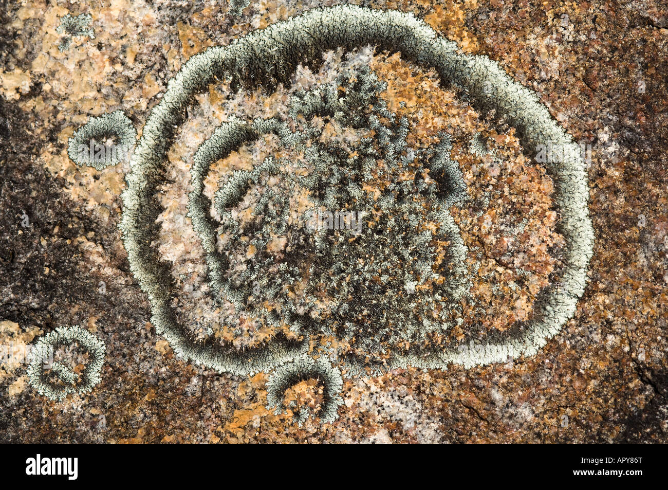 Lichen growing on granite outcrop John Forest National Park Perth ...