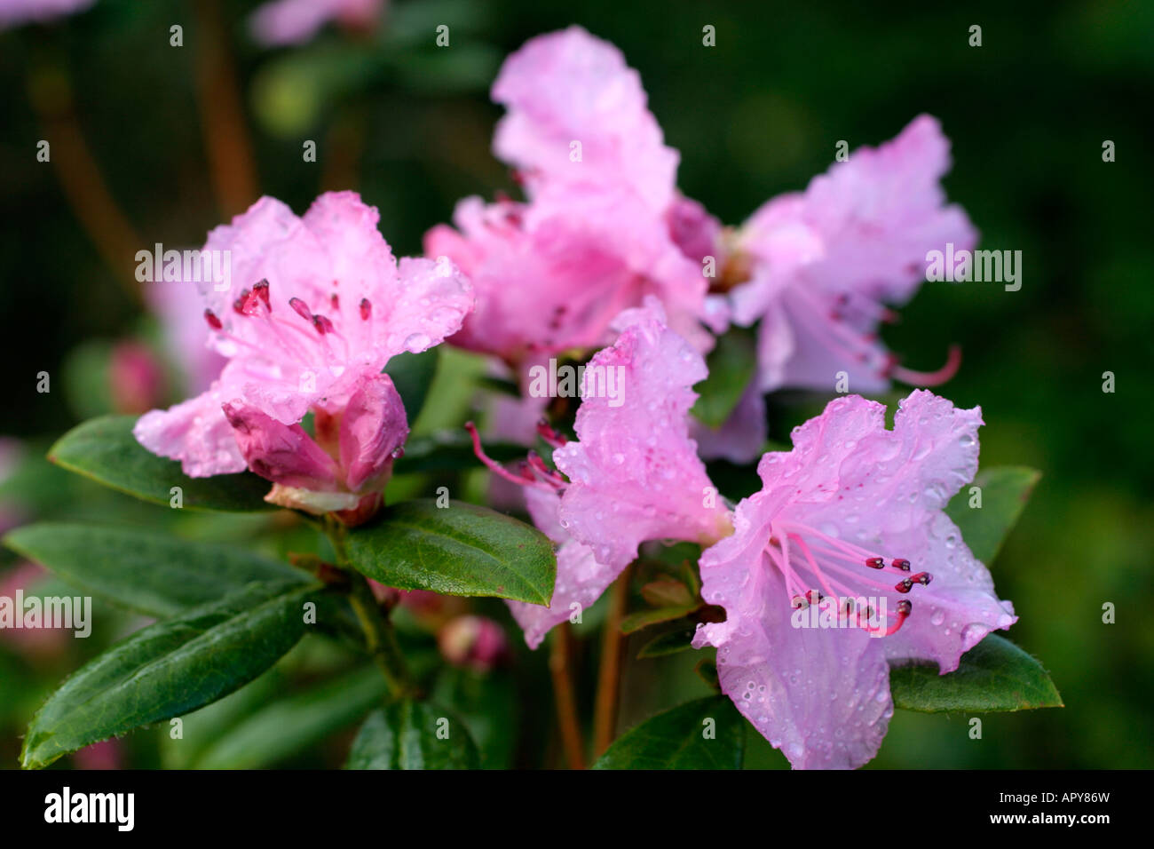 Rhododendron praecox hi-res stock photography and images - Alamy