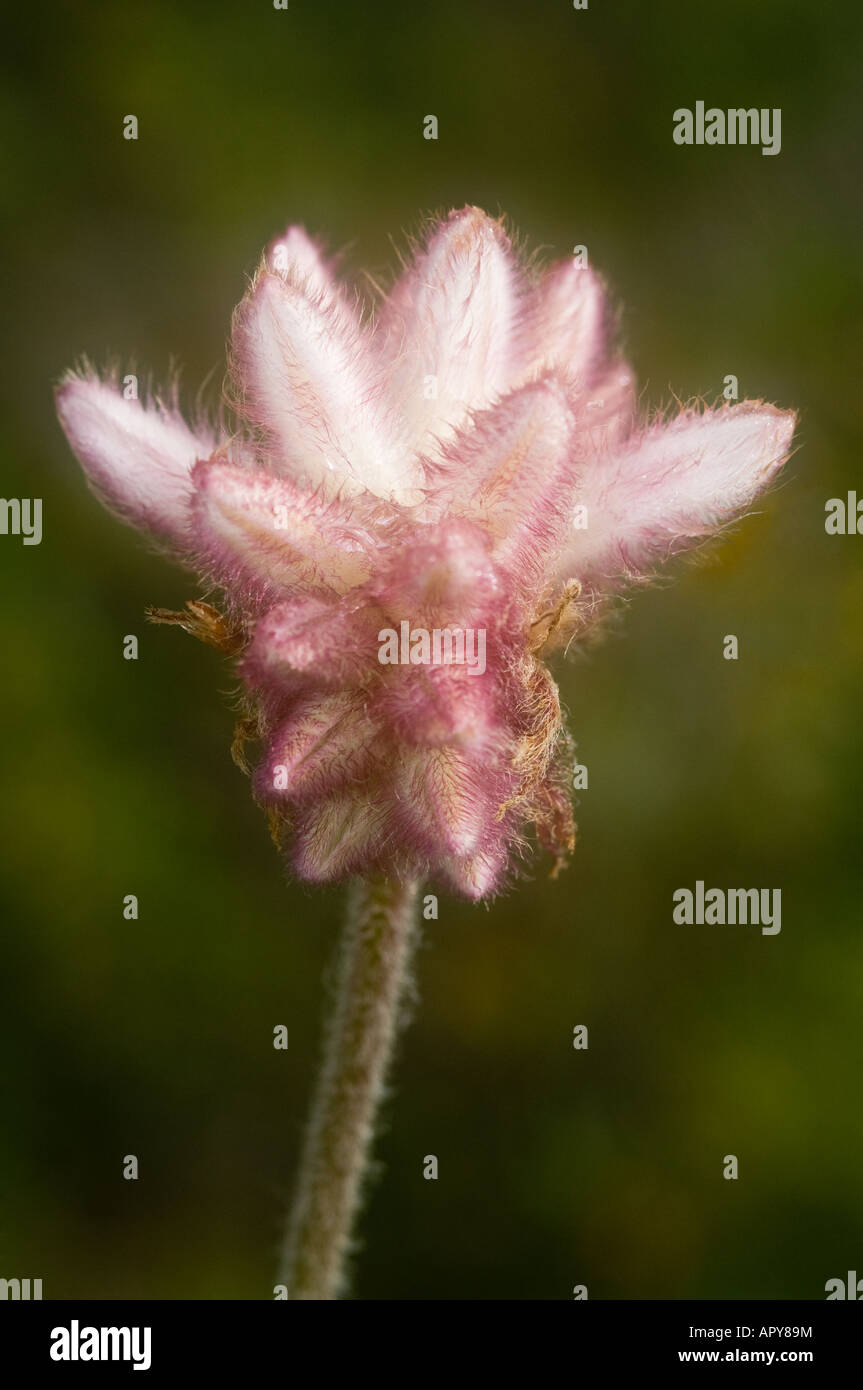 Conostylis setosa hi-res stock photography and images - Alamy