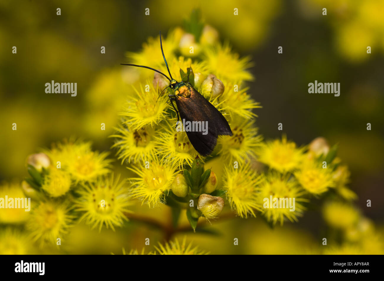 Yellow Featherflower Verticordia sp flowers and day moth John Forest ...