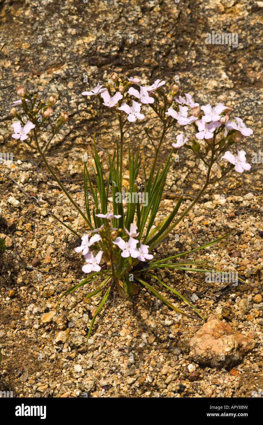 Triggerplant Stylidium flowering at the road verge John Forest National ...