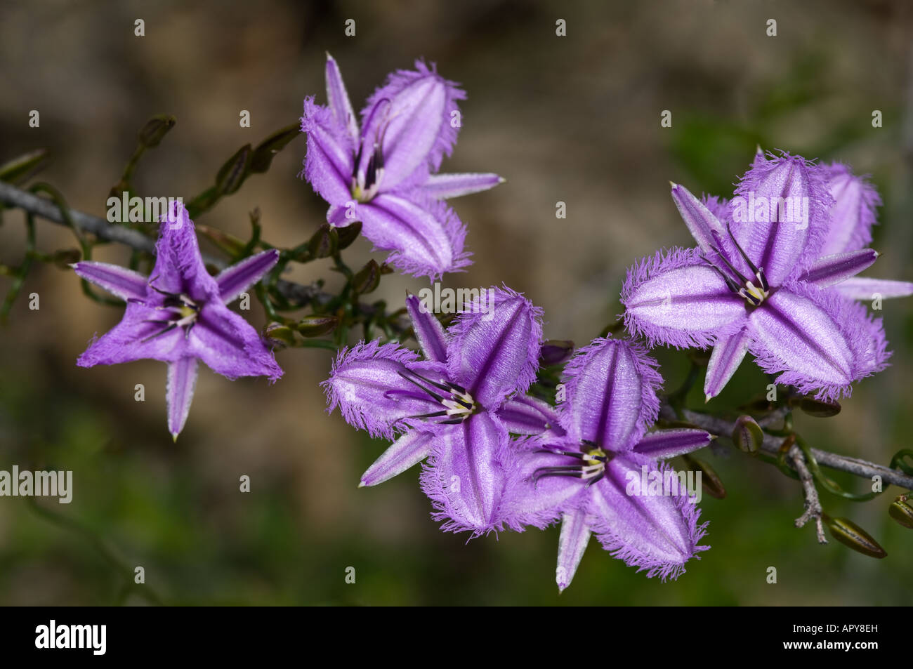 Twining Fringed Lily (Thysanotus patersonii) flowers John Forest ...