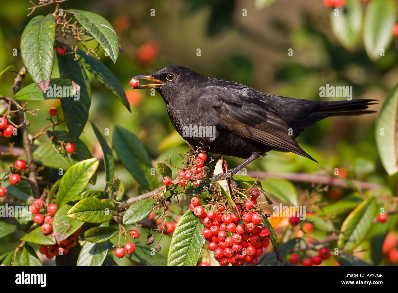 blackbird, Turdus, merula Stock Photo - Alamy