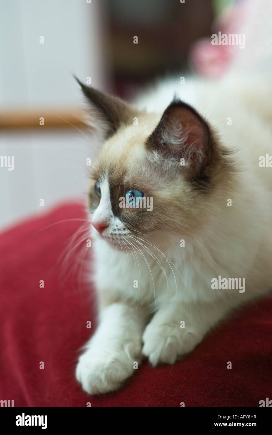 A young three months female Ragdoll kitten Stock Photo - Alamy