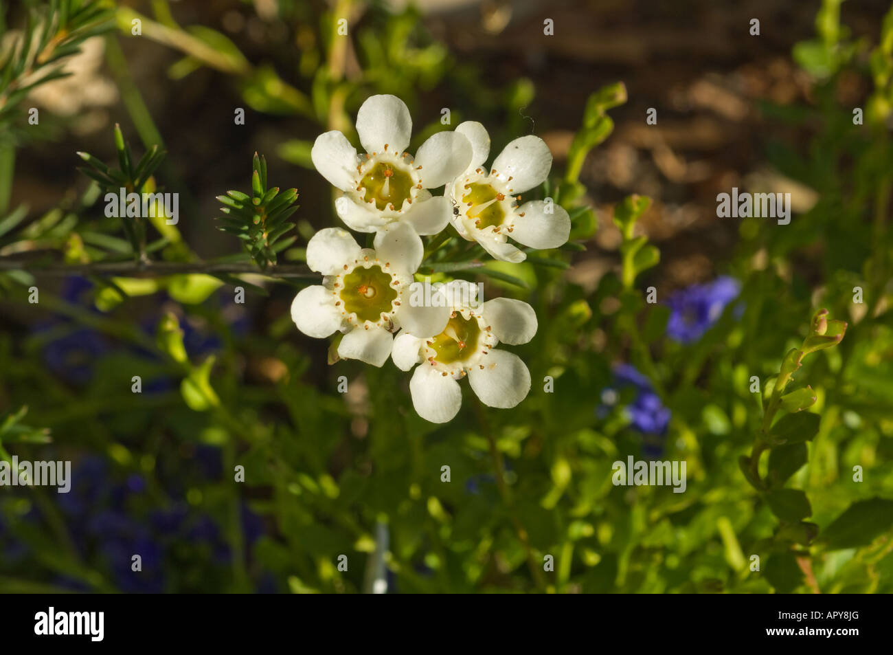 Waxflower Chamelaucium megalopetalum x unicinatum flowers Kings Park ...