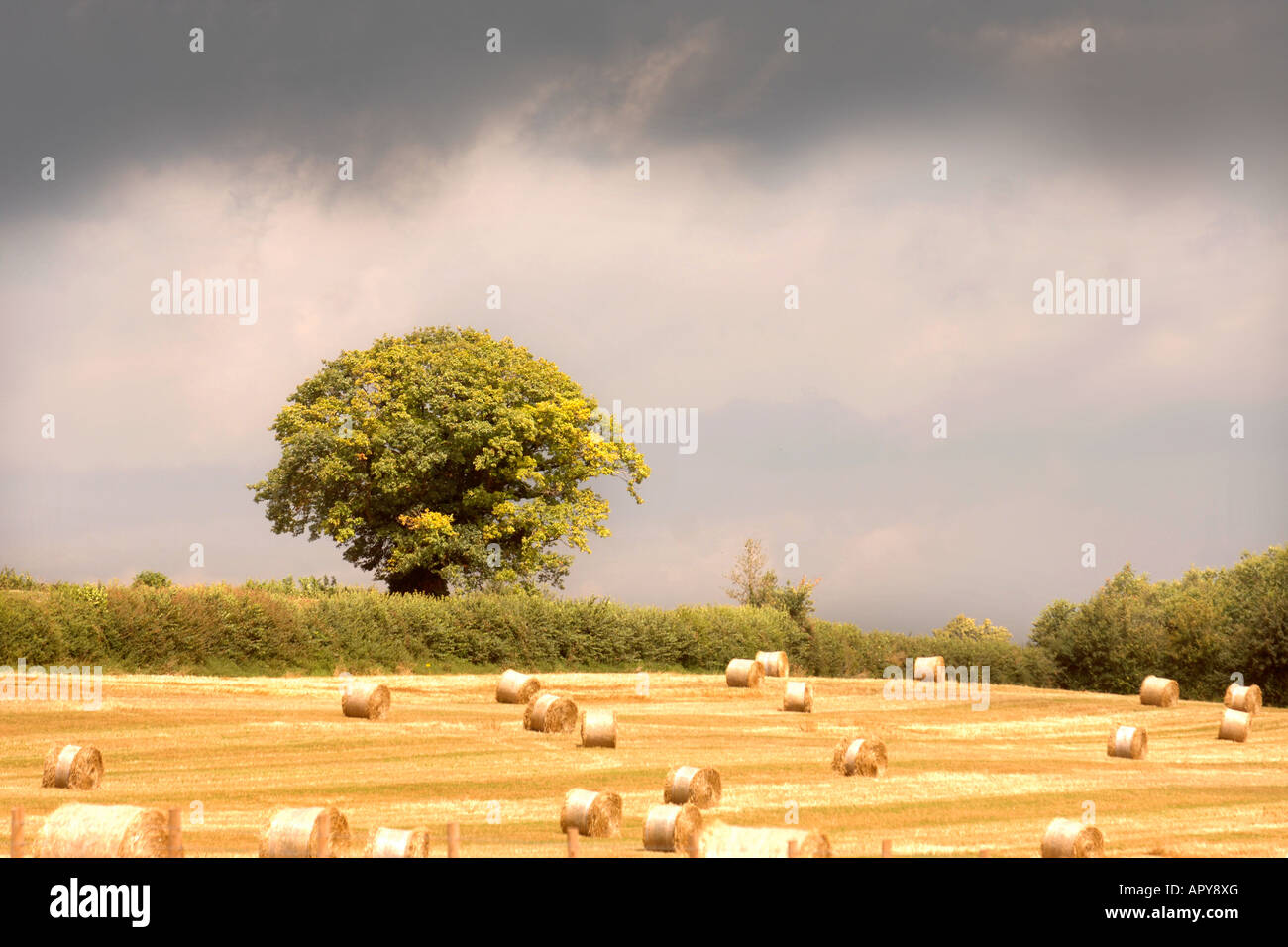 ROUND HAY BALES IN BRITISH FARMLAND WITH RAIN CLOUDS LOOMING OVERHEAD ...